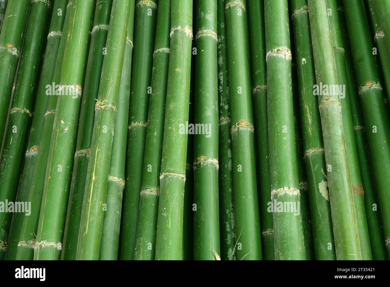 Bamboo plant pattern for nature background Stock Photo - Alamy