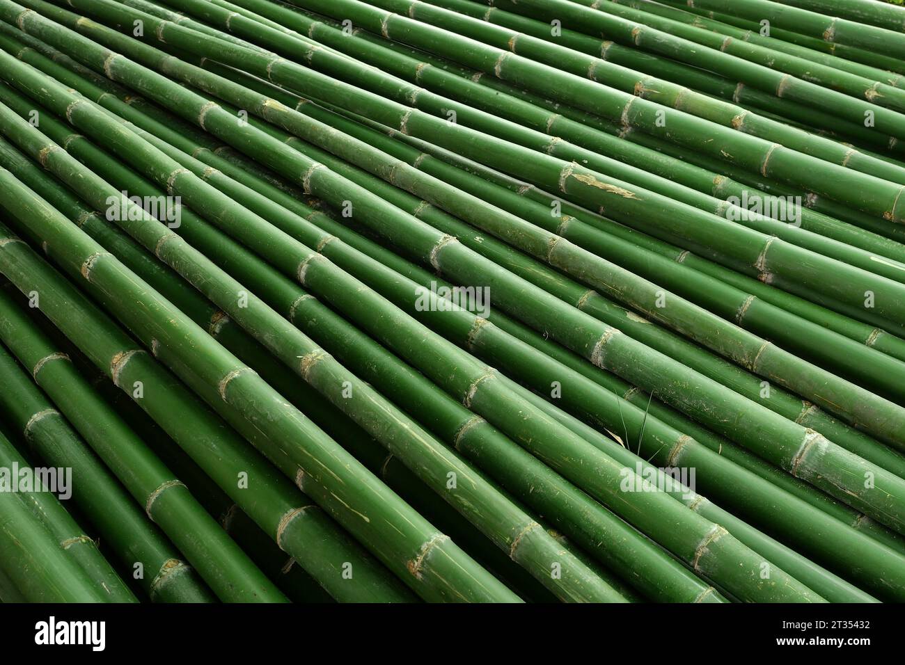 Bamboo plant pattern for nature background Stock Photo - Alamy