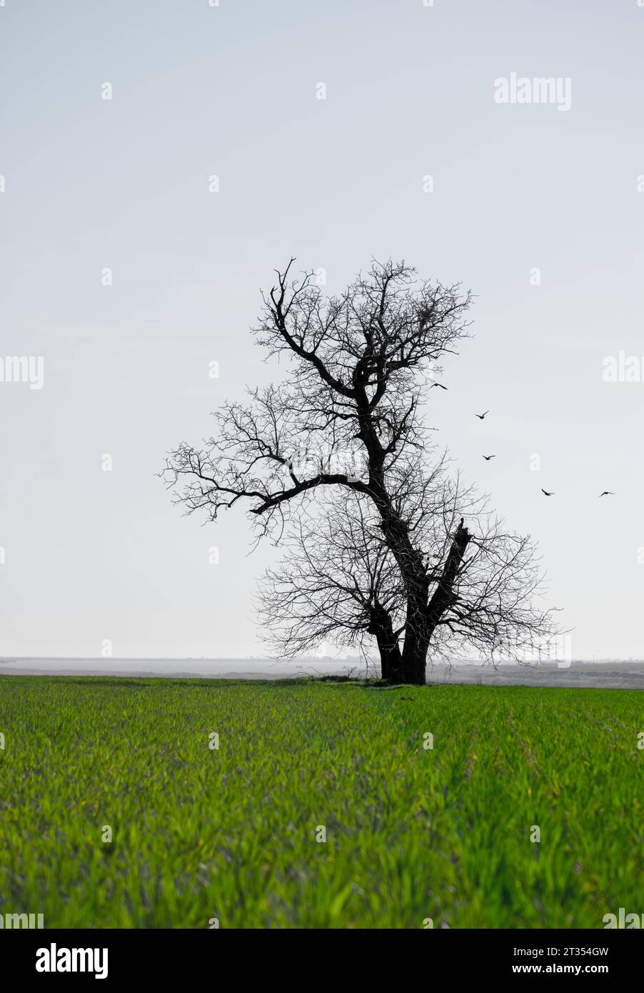 Solitary tree in grain hi-res stock photography and images - Alamy