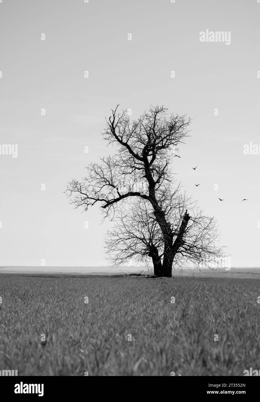 Beautiful lonely tree in Black and White Stock Photos & Images - Alamy