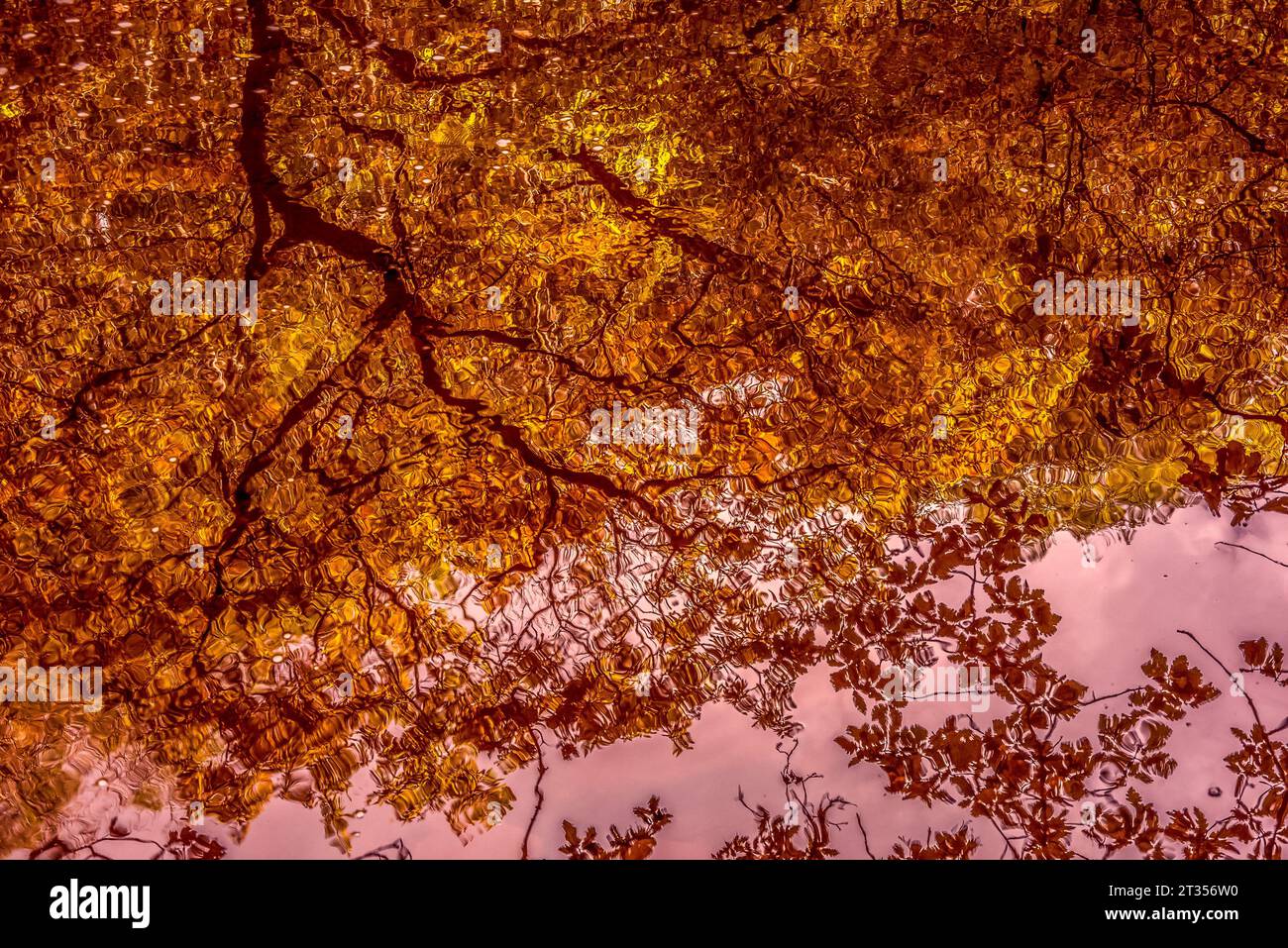 Abstract autumn reflections on hi-res stock photography and images - Alamy
