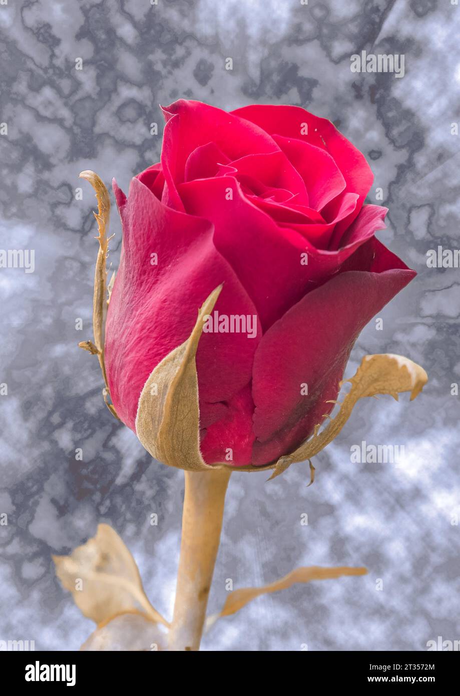 Still Life, Flora, Rose Stock Photo - Alamy