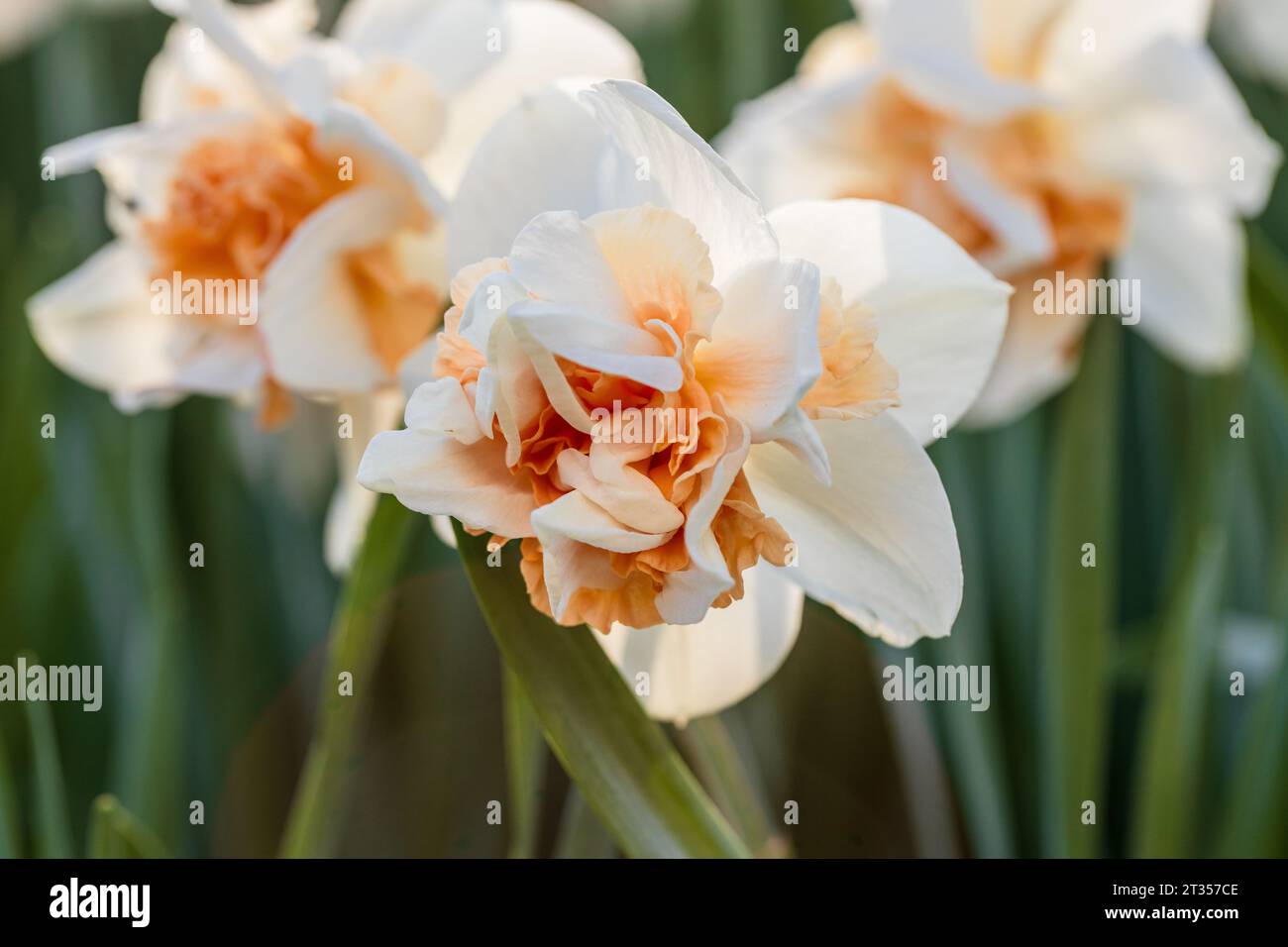 White and pink Double daffodils Narcissus Delnashaugh bloom in a garden ...