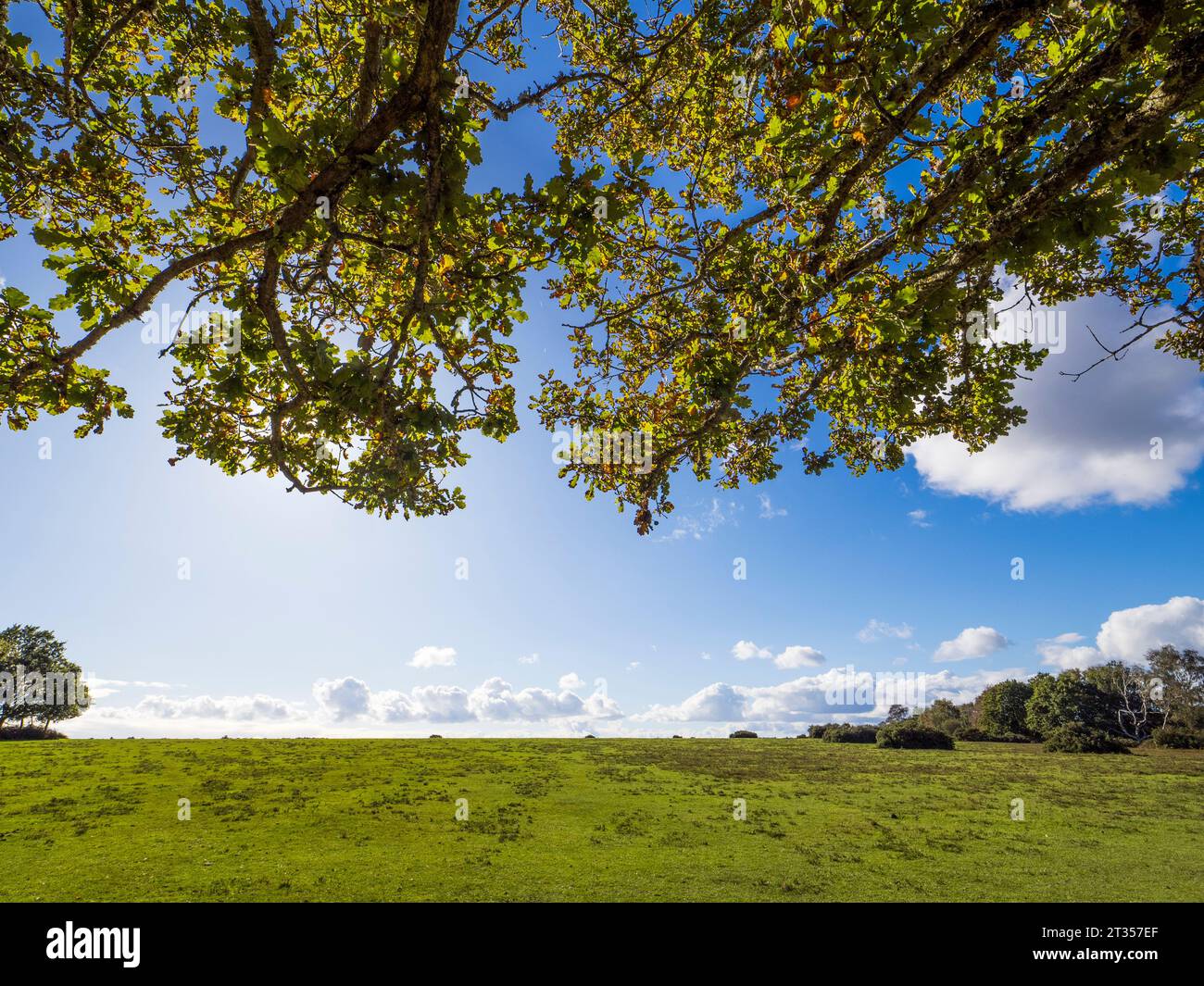 Forest Edge, Branches of Oak Tree and Open Landscape, Brockenhurst, New ...