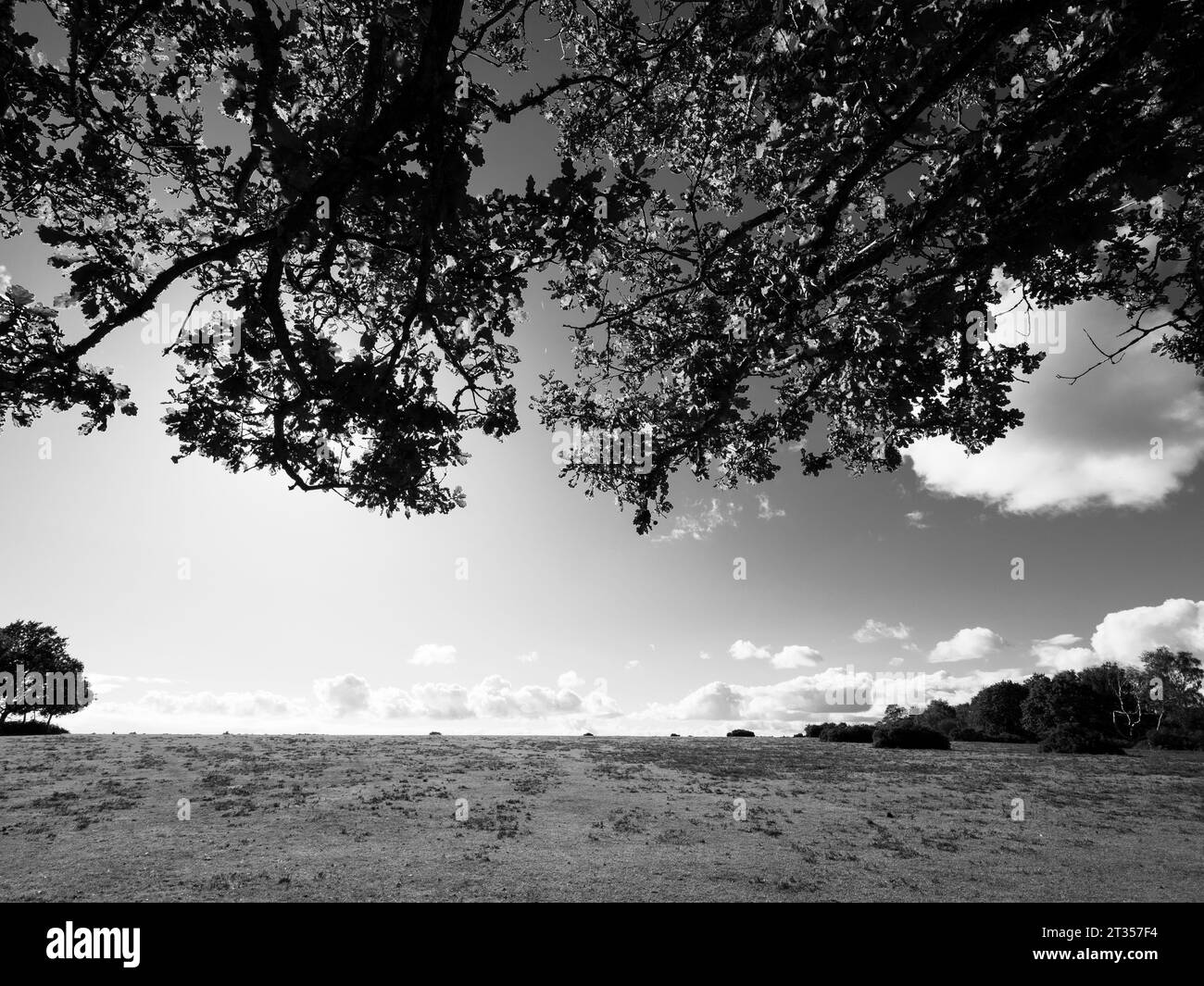 B&W, Branches of Oak Tree and Open Landscape, Brockenhurst, New Forest ...