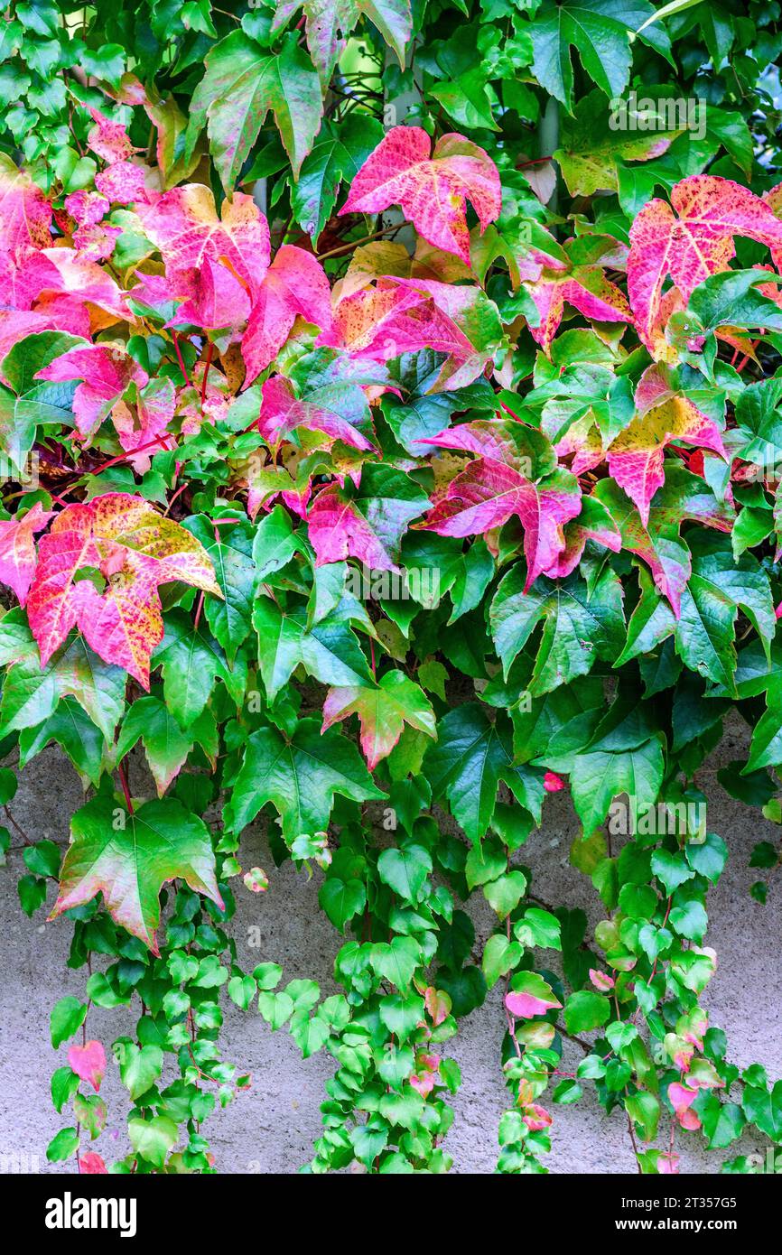 Virgin Vine (Parthenocissus quinquefolia) / Virginia Creeper turning ...