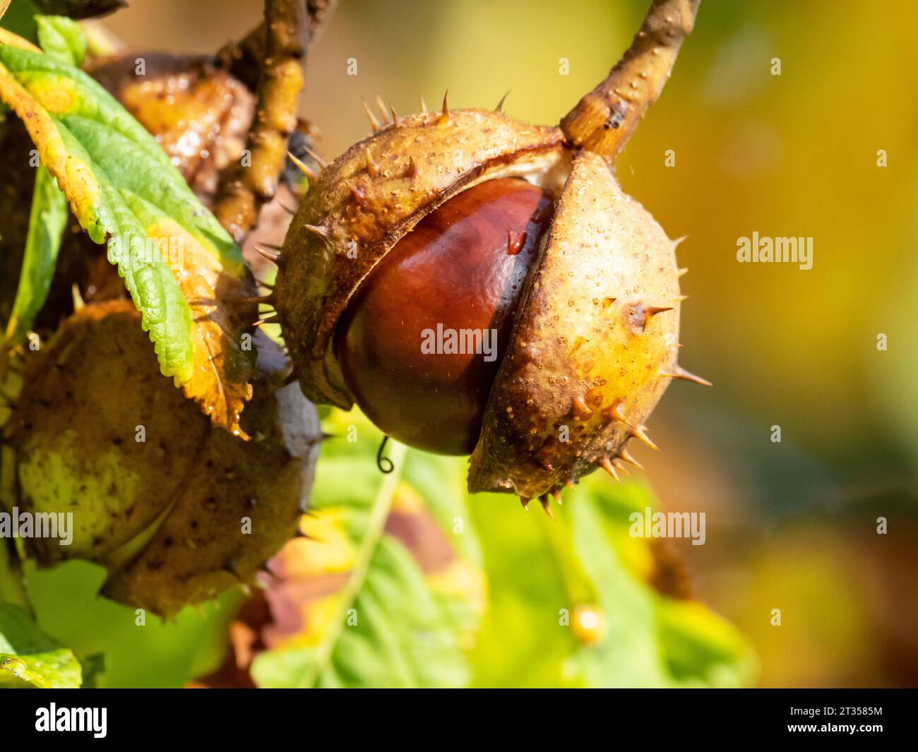 Conkers on a Horse Chestnut tree in Ambleside, Lake District, UK Stock ...