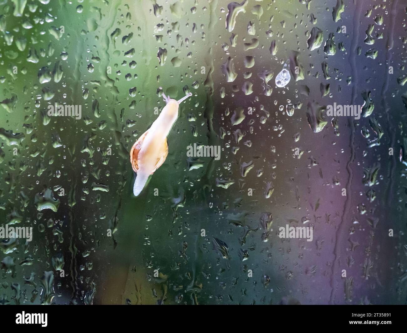 A snail climbing up a rain splattered window in Ambleside, Lake ...
