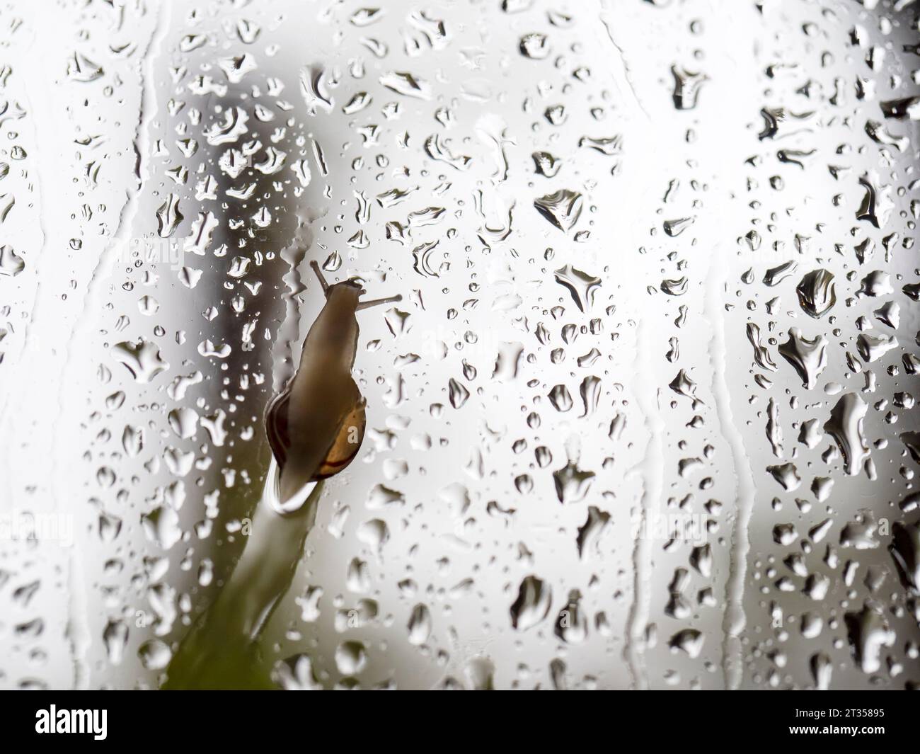 A snail climbing up a rain splattered window in Ambleside, Lake ...