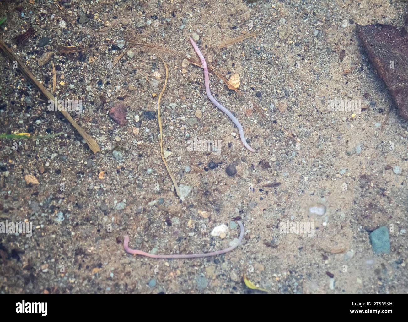 Worms caught in flooding on the River Brathay in Ambleside, Lake ...