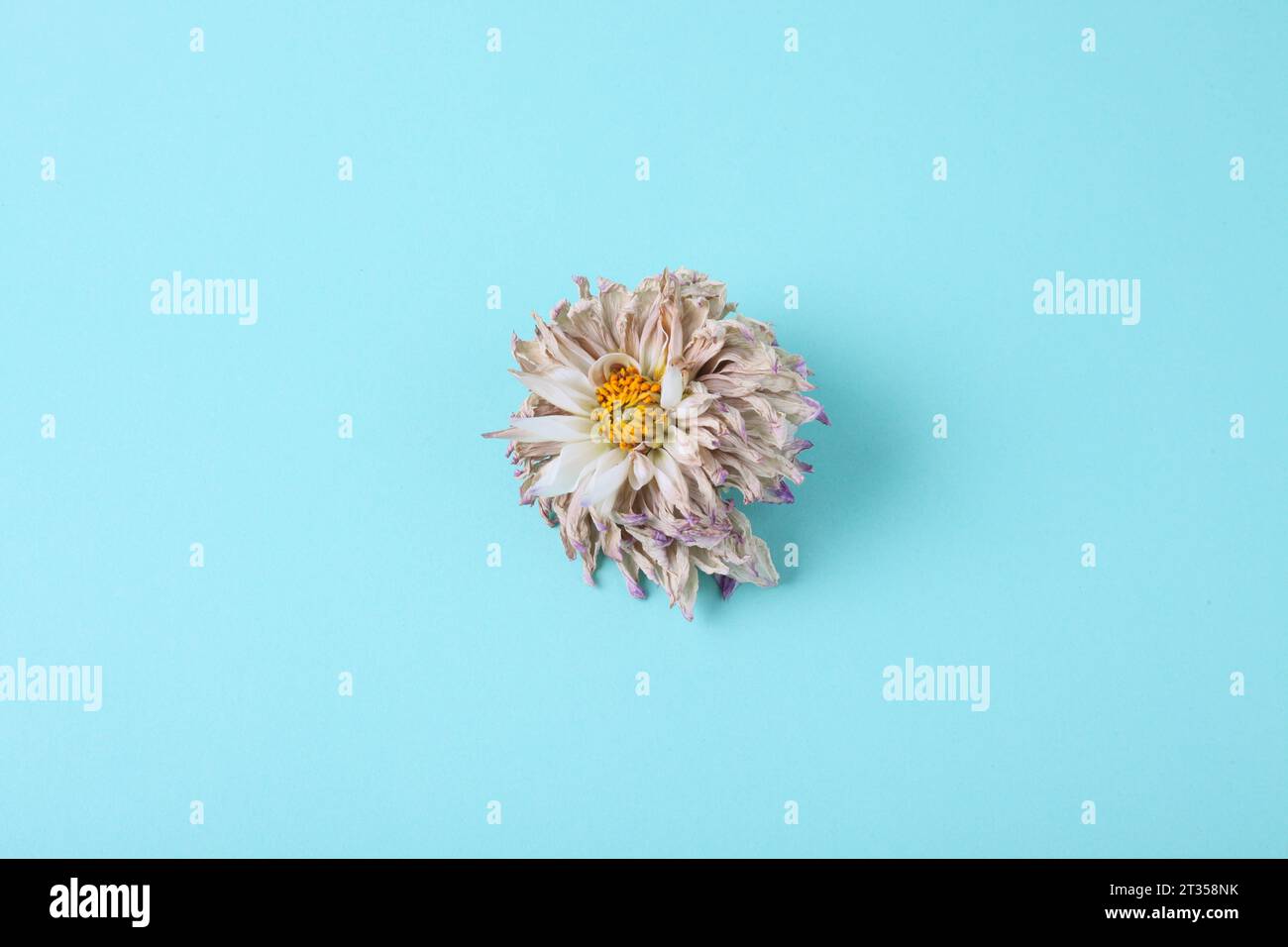 Wilting flower against blue background. Wilted dahlia close up Stock ...