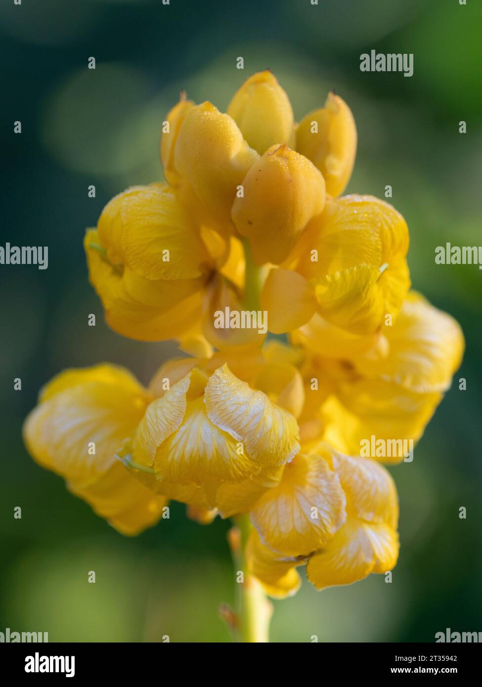 Senna alata, the candle bush, has vibrant yellow flowers that are ...