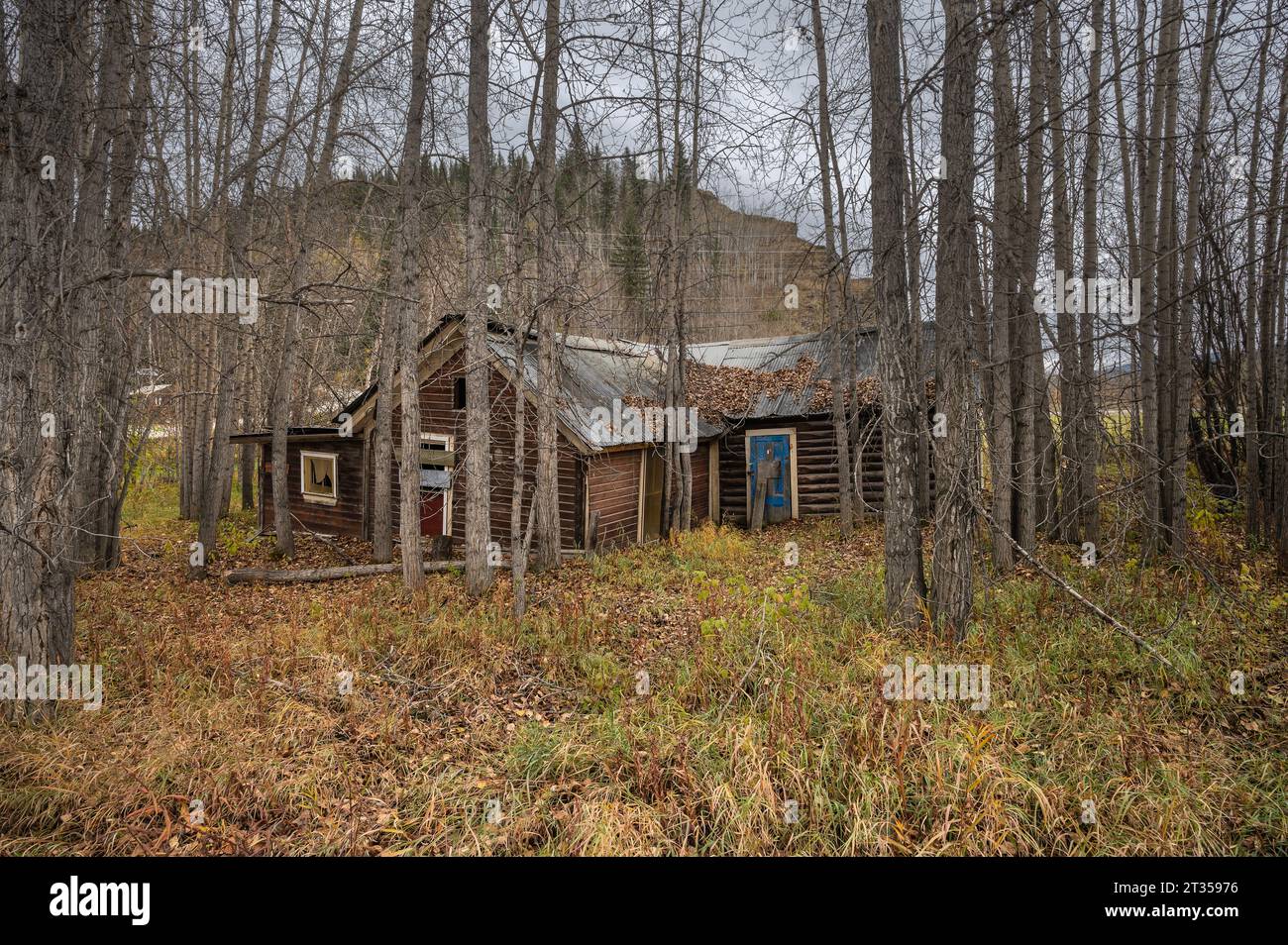 Abandoned forest cabin hi-res stock photography and images - Alamy