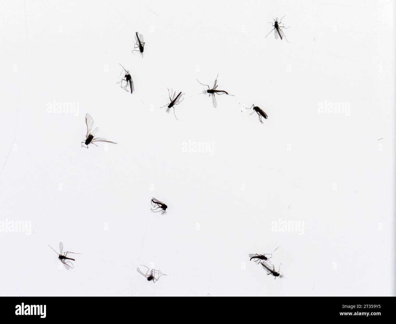 Flies trapped in a spider web, Ambleside, UK Stock Photo - Alamy