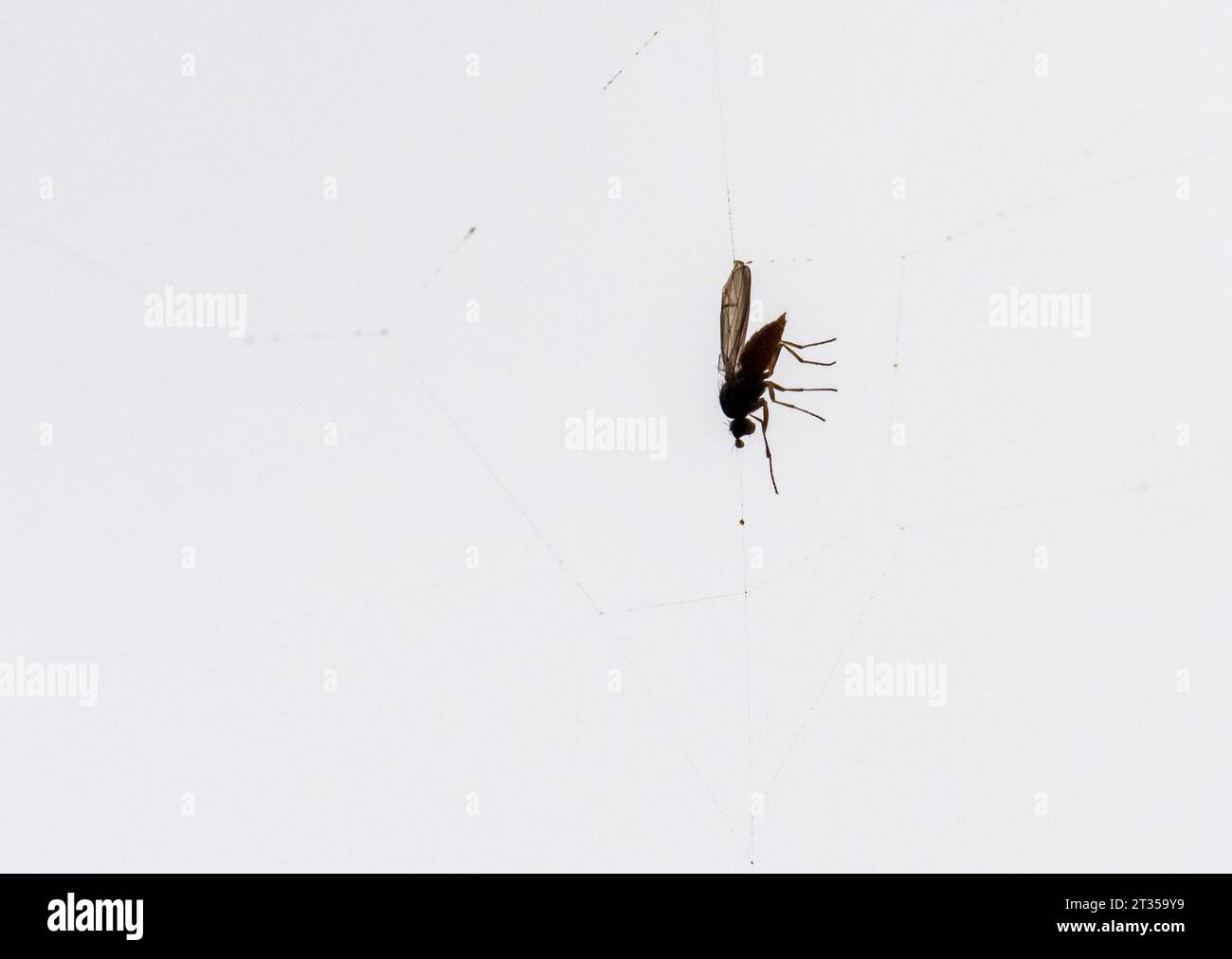 Flies trapped in a spider web, Ambleside, UK Stock Photo - Alamy