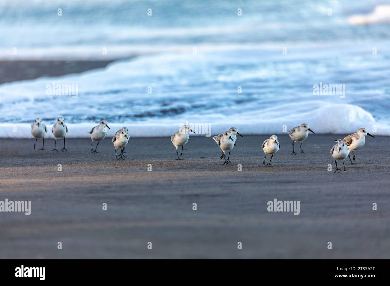 Western sandpiper (Calidris mauri), small shorebird. Flock of grey ...