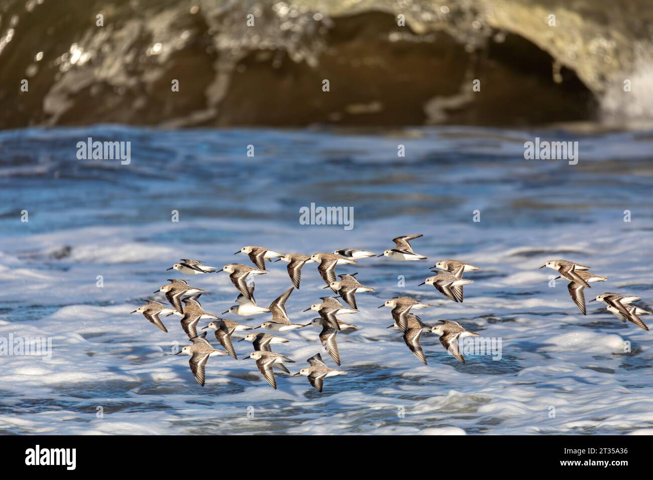 Western sandpiper (Calidris mauri), small shorebird. Flock of grey ...