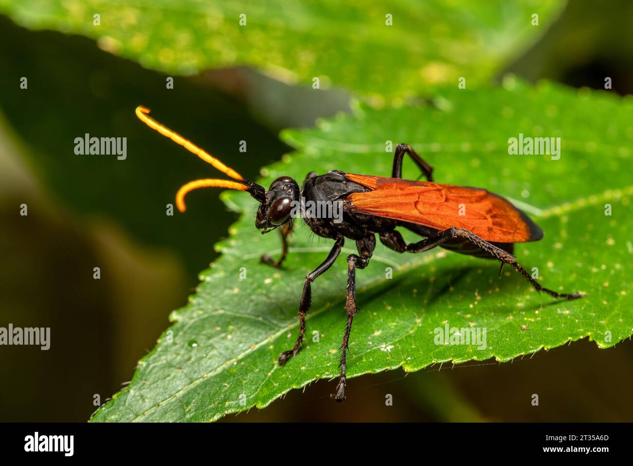 Hemipepsis ustulata is a species of tarantula hawk wasp. Tarantula ...