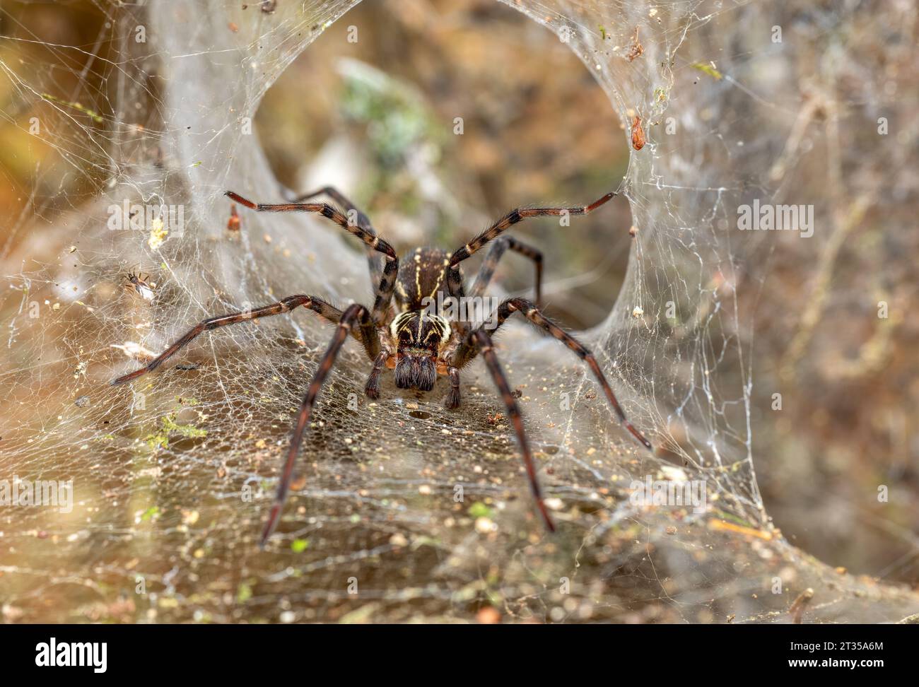 Invertebrate spider banana hi-res stock photography and images - Alamy