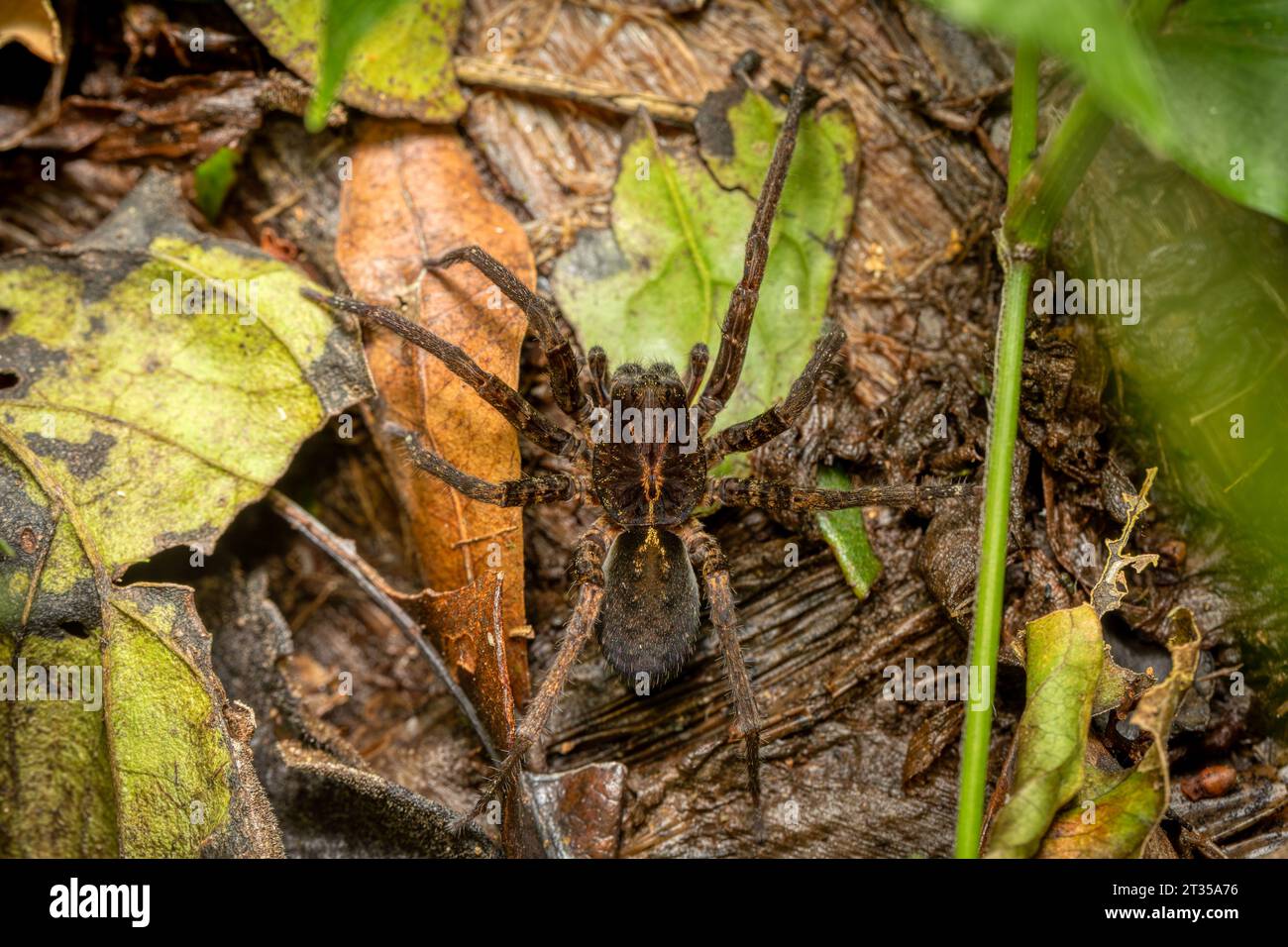 Ctenus, genus of wandering spiders, family ctenidae. Monte Verde, Santa ...