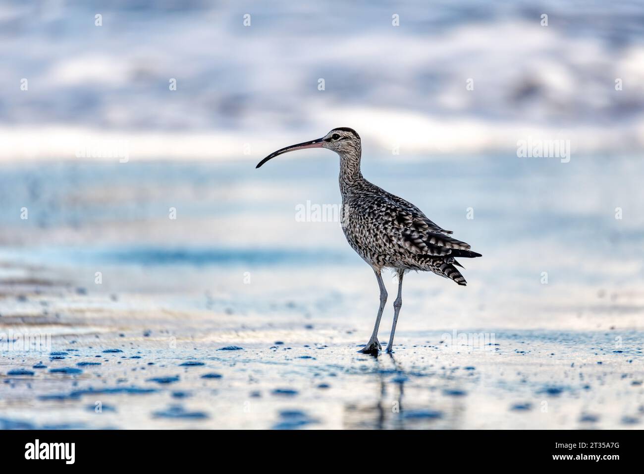 Eurasian or Common whimbrel (Numenius phaeopus), bird known as the ...