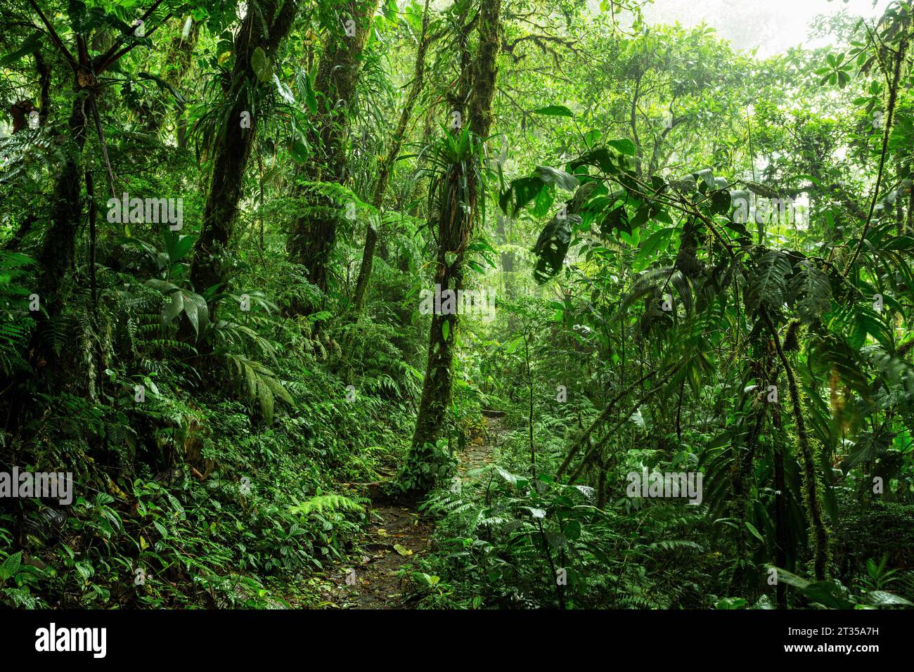 Green dense Tropical rainforest landscape. Mountain rain forest with ...