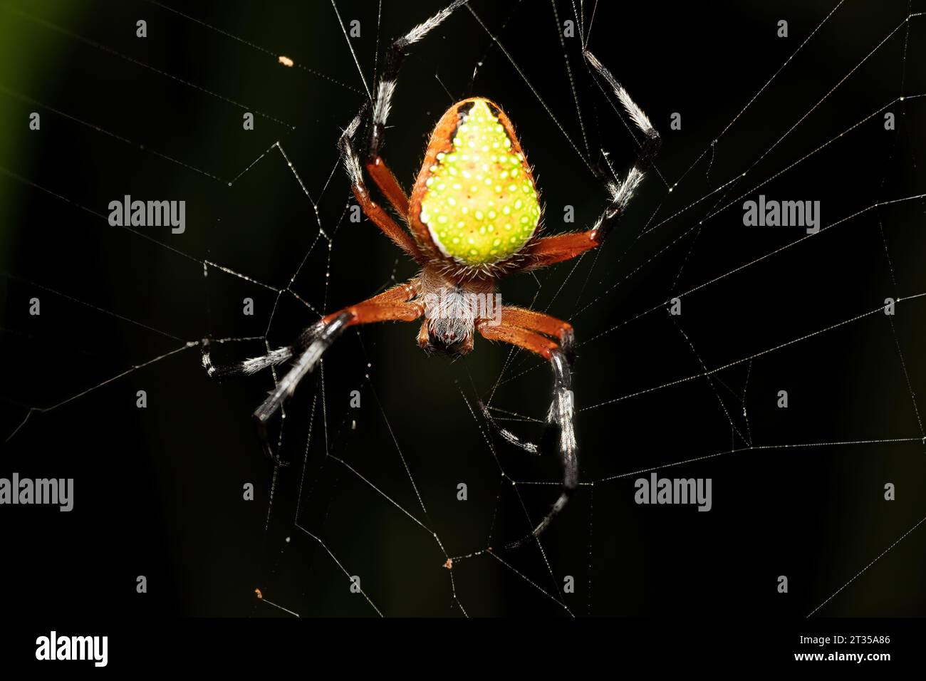 Eriophora nephiloides, the tropical orb weaver, is a species of orb weaver in the spider family ...