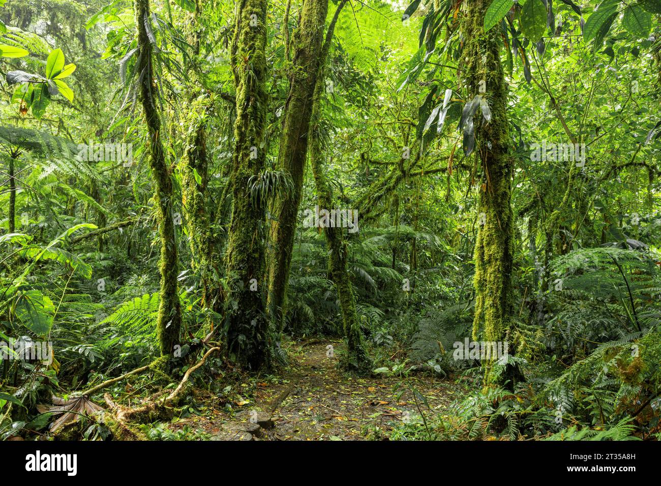 Green dense Tropical rainforest landscape. Mountain rain forest with ...