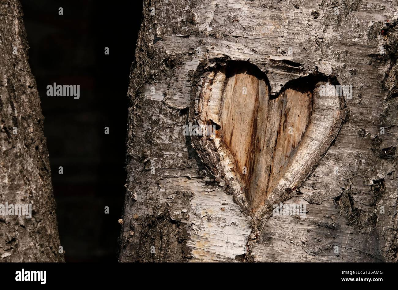 Birch carved hi-res stock photography and images - Alamy