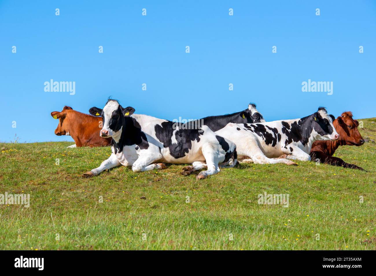 Cows rest hi-res stock photography and images - Alamy