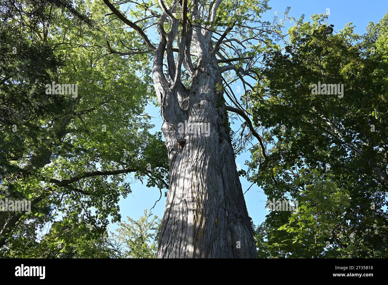 Taxodium tree hi-res stock photography and images - Alamy