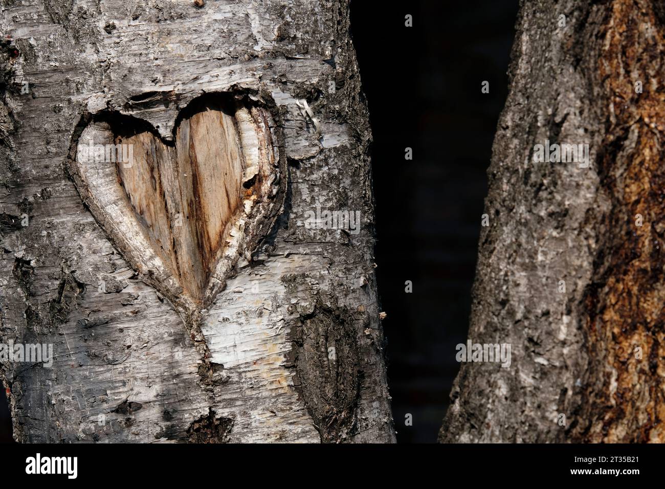 Birch carved hi-res stock photography and images - Alamy