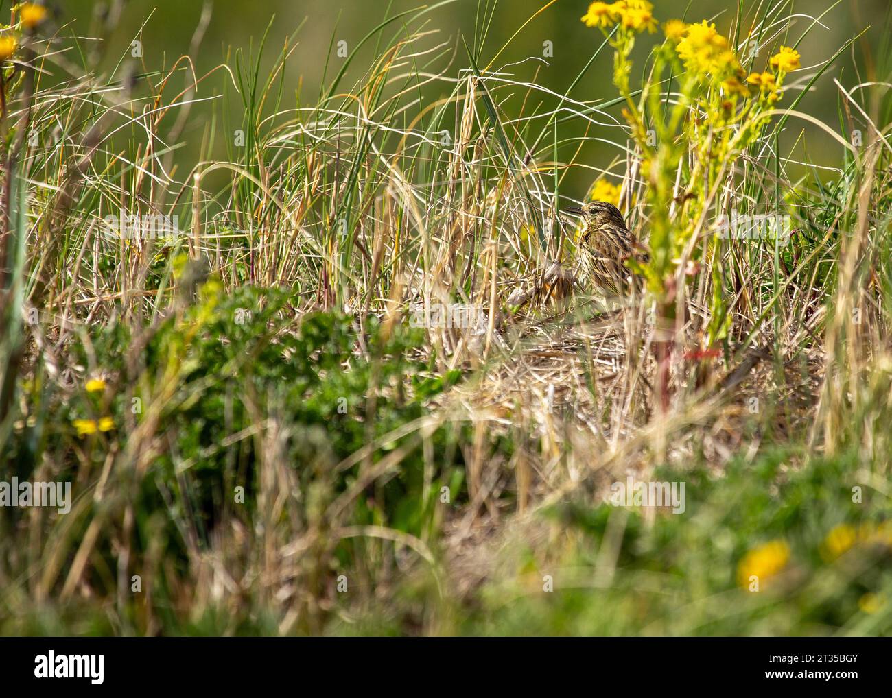 Tundra habitats hi-res stock photography and images - Alamy