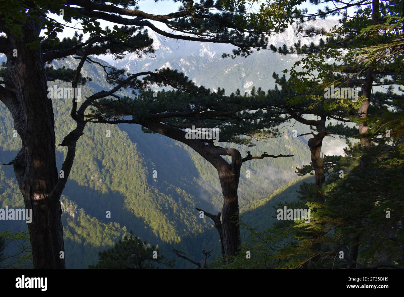 Perucica rainforest hi-res stock photography and images - Alamy