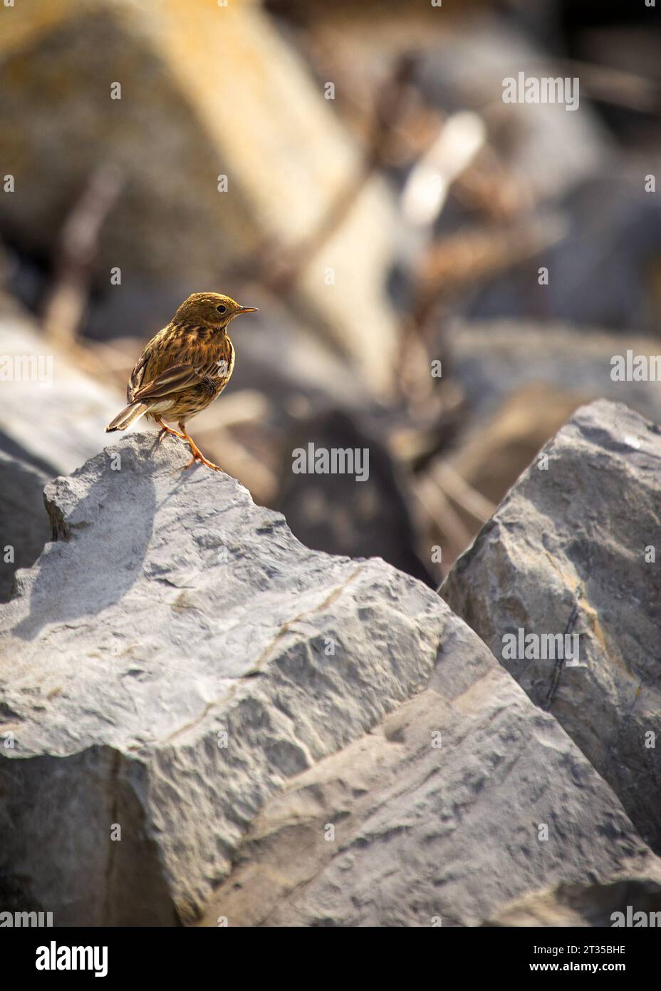 Tundra habitats hi-res stock photography and images - Alamy