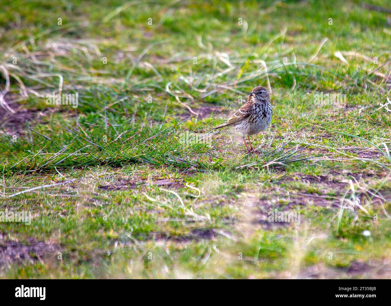 Flocking behavior in birds hi-res stock photography and images - Alamy