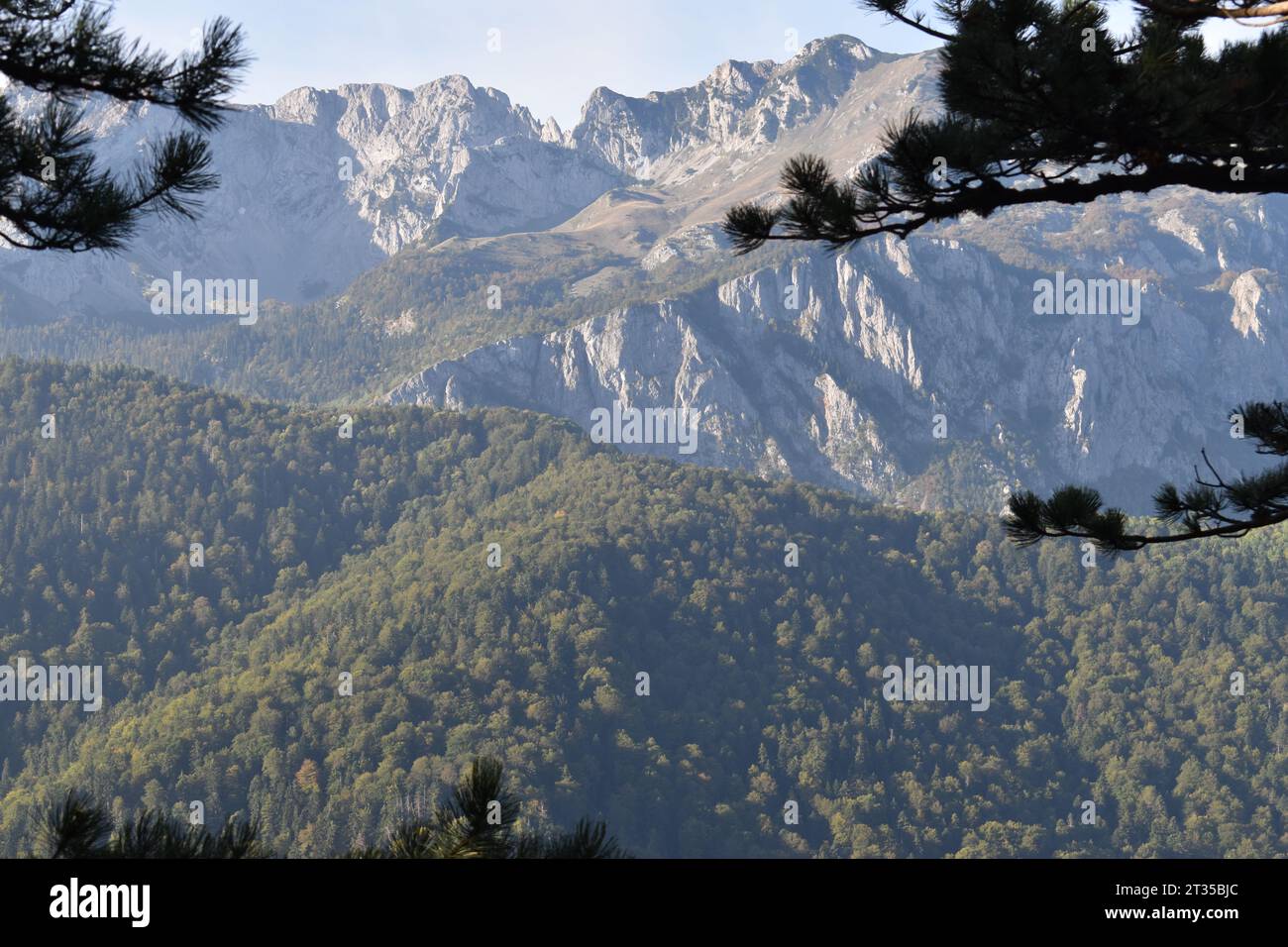 Perucica rainforest hi-res stock photography and images - Alamy