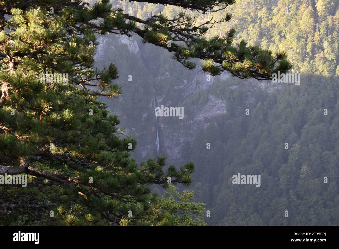 Perucica rainforest hi-res stock photography and images - Alamy