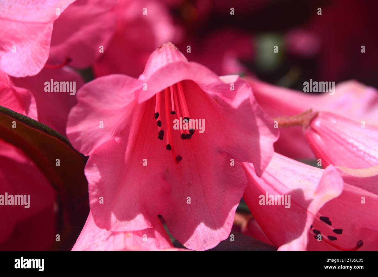 Close up of Single Pink Rhododendron/Azalea (Ericaceae) Flowers grown ...
