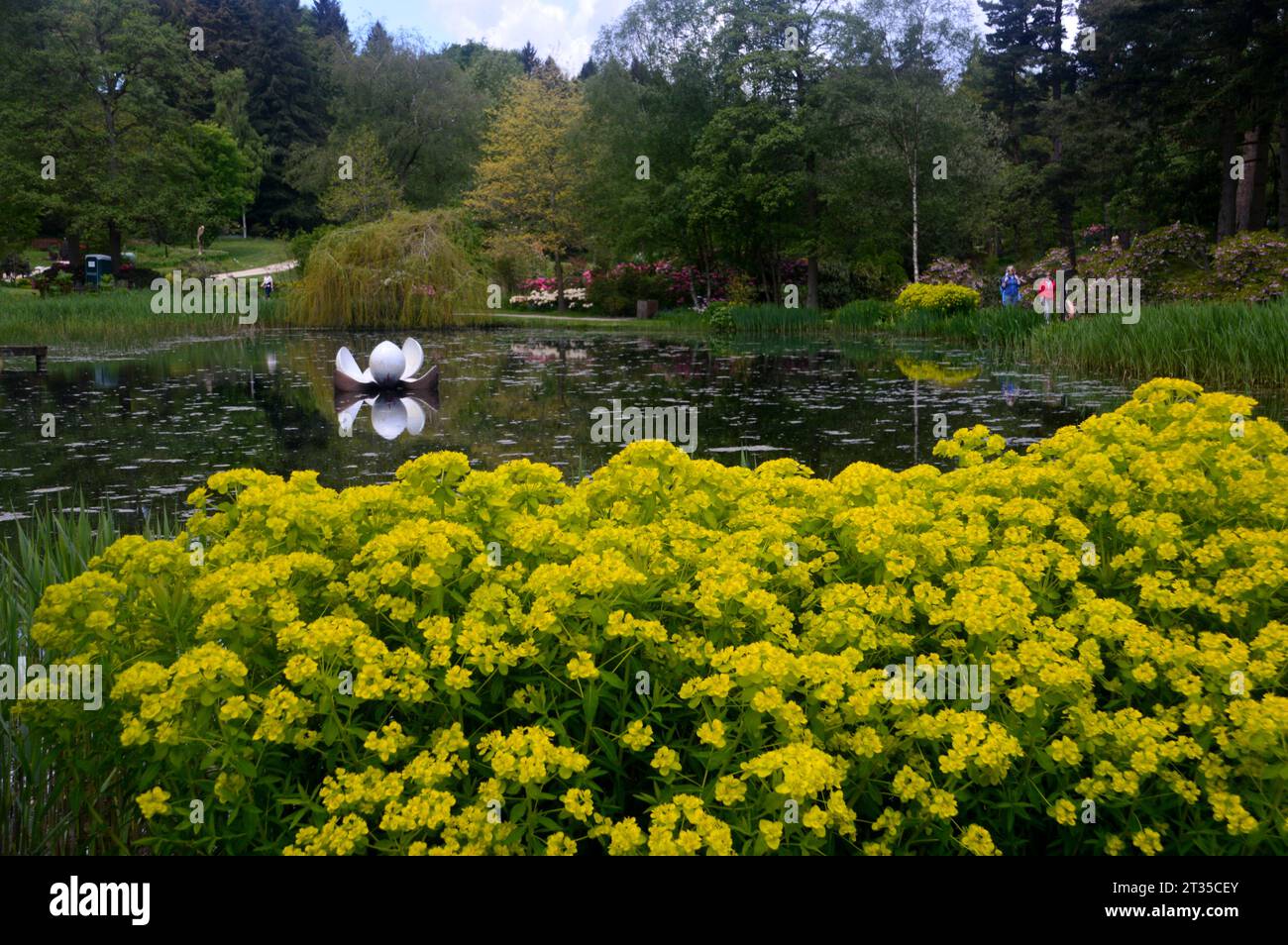 Floating Lily Sculpture Reflected in the Magnolia Lake with Marsh ...