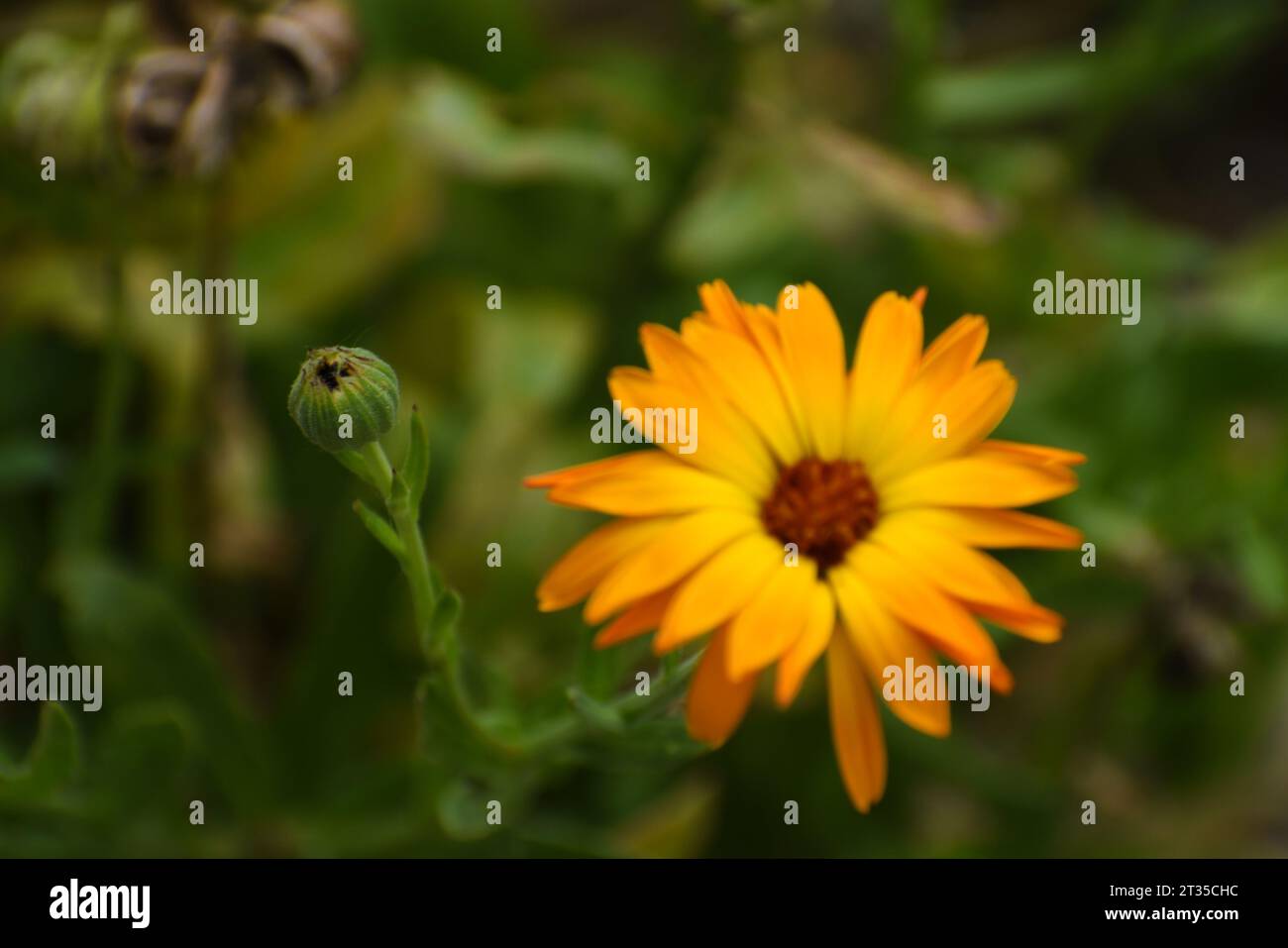 Beautiful flowers of Calendula officinalis blooming in the garden Stock ...