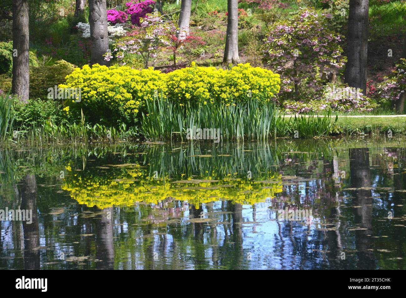 Marsh Spurge 'Euphorbia Palustris' Reflected in the Magnolia Lake at ...