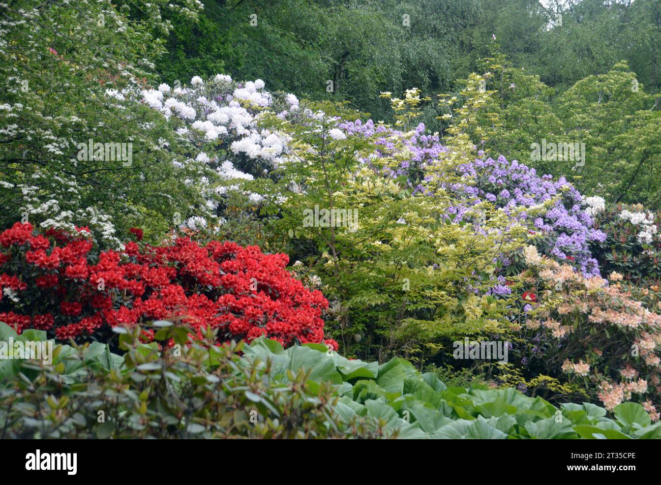 Lilac, Pink, White & Red Rhododendron/Azalea (Ericaceae) Shrubs by a ...