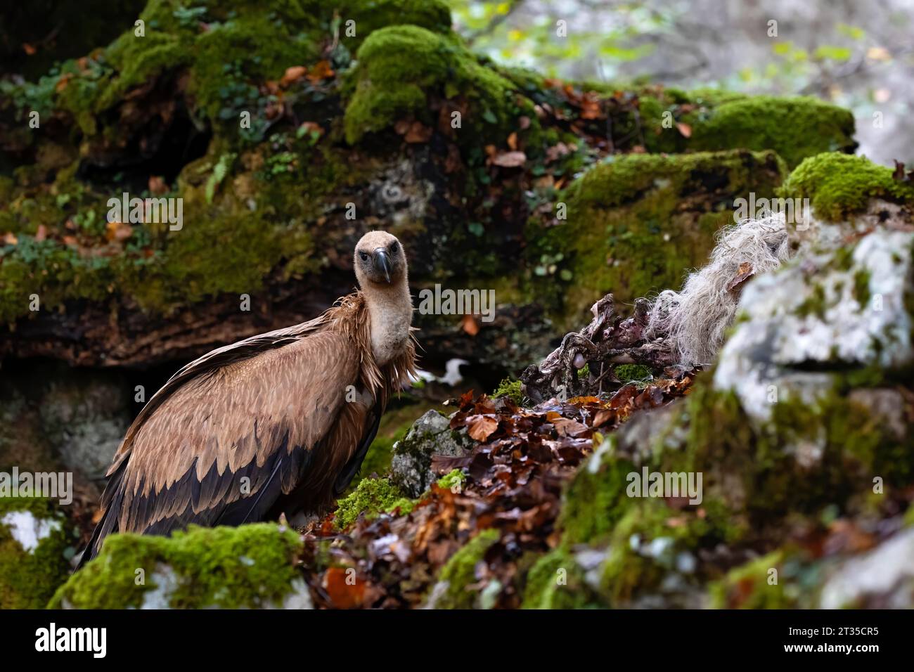 horizontal portrait of a baby vulture in the wild, in a beech forest ...