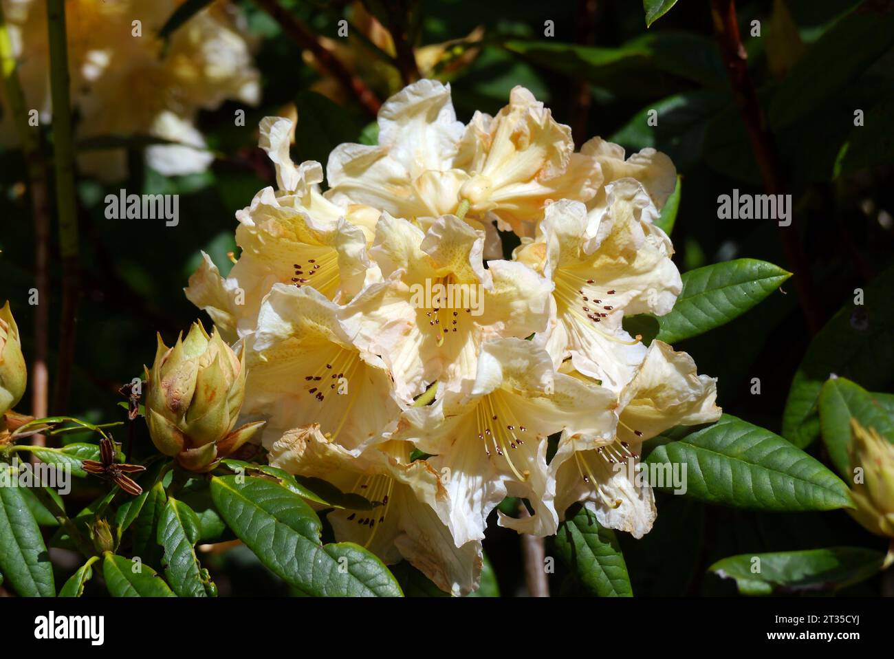 Yellow/Cream Rhododendron/Azalea (Ericaceae) Flowers in the Sunshine in ...