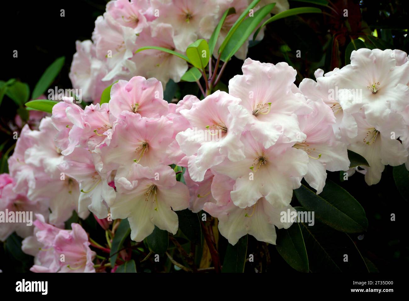 Pink/White Rhododendron/Azalea (Ericaceae) Flowers in the Sunshine in ...