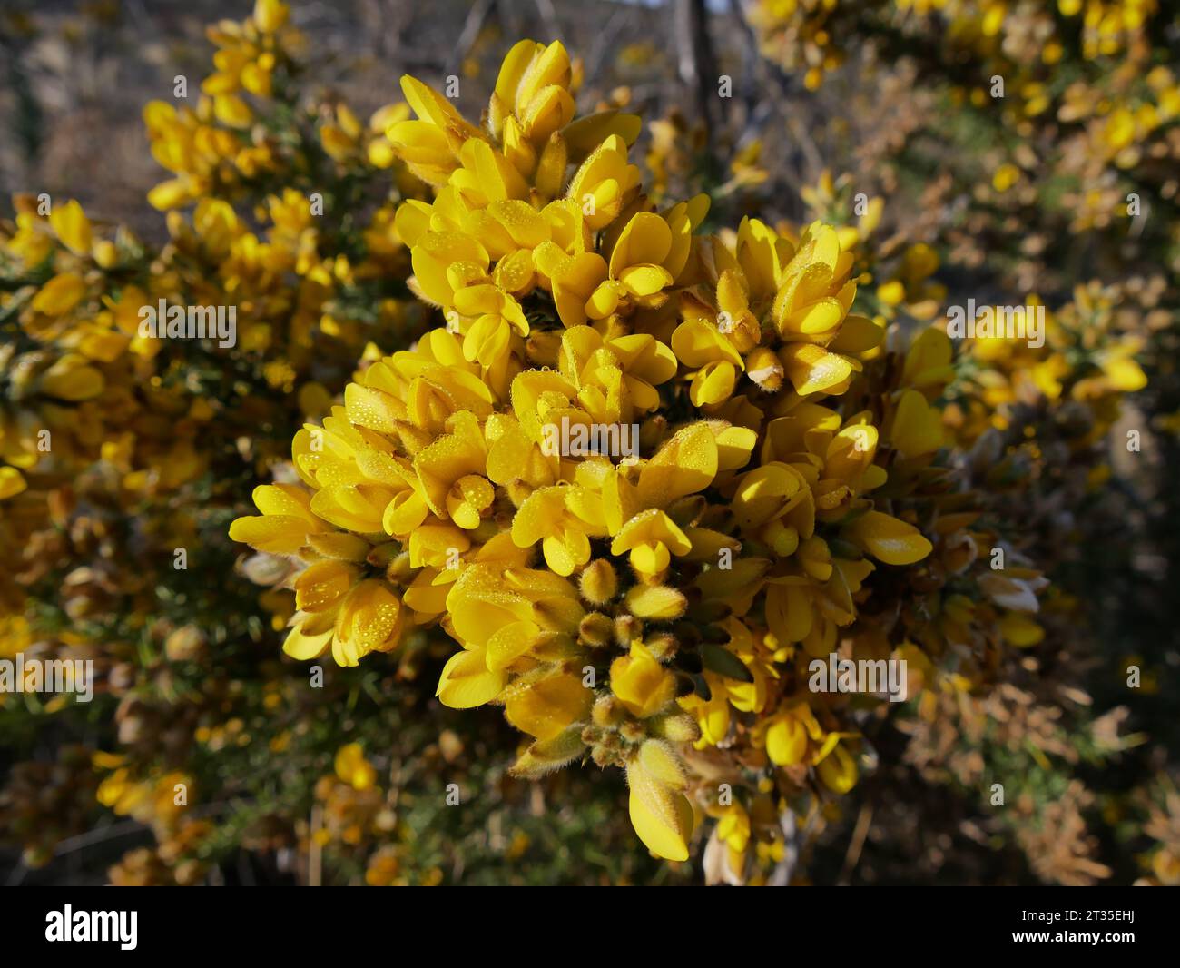 Furzebush hi-res stock photography and images - Alamy