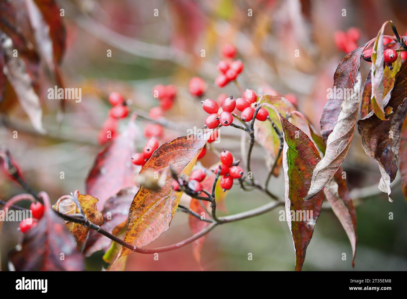 Autumn foliage and red berries of the native American dogwood tree ...