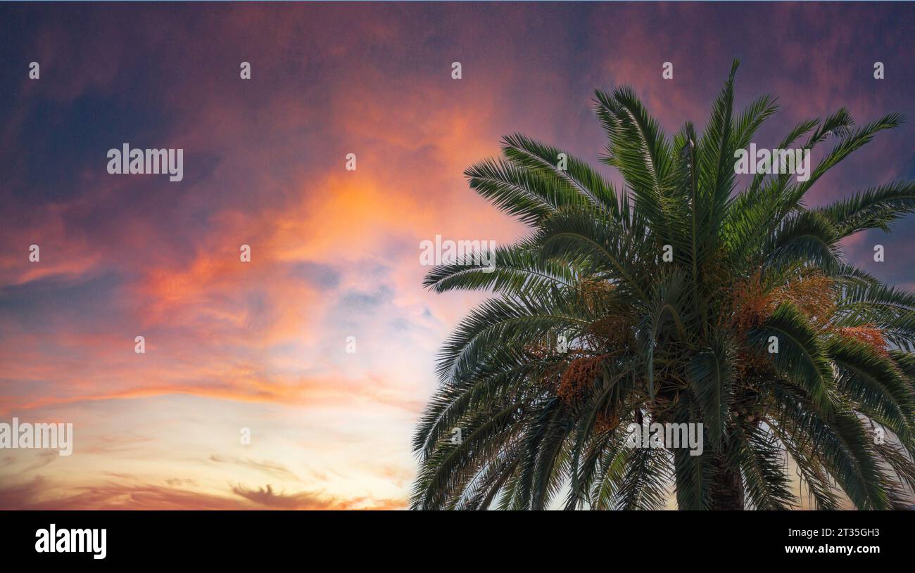 Beautiful sunset palm tree on hi-res stock photography and images - Alamy