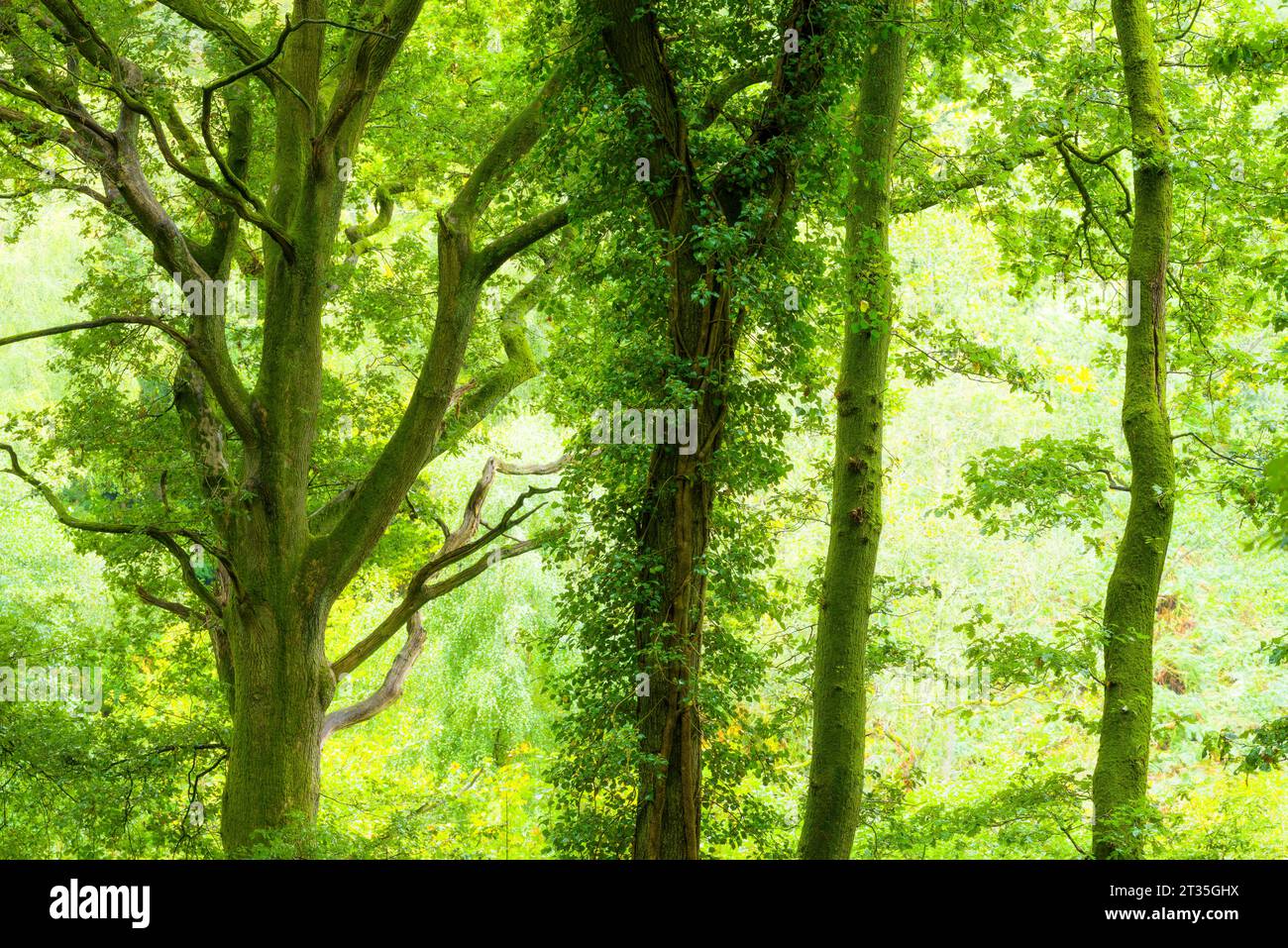 Trees in a broadleaf woodland in early autumn at Priors Wood, North ...